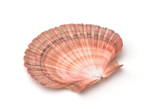 Shiki Singapore | Seafood Delivery: Japanese Scallop Shells (Shell Only ...