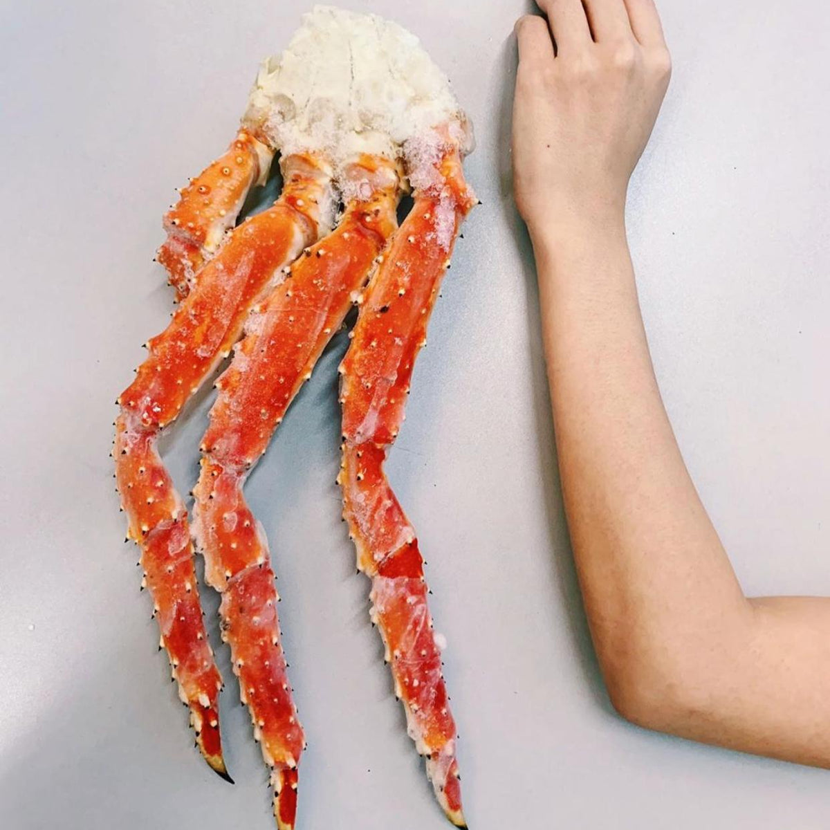 Japanese King Crab Leg, Tarabagani Ashi (Boiled) 5L - 900-1.1kg – Shiki ...